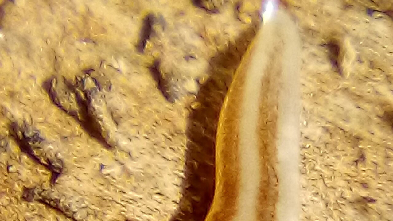 Voor het eerst exotische landsnoerworm gevonden in België: "Moeten we ...