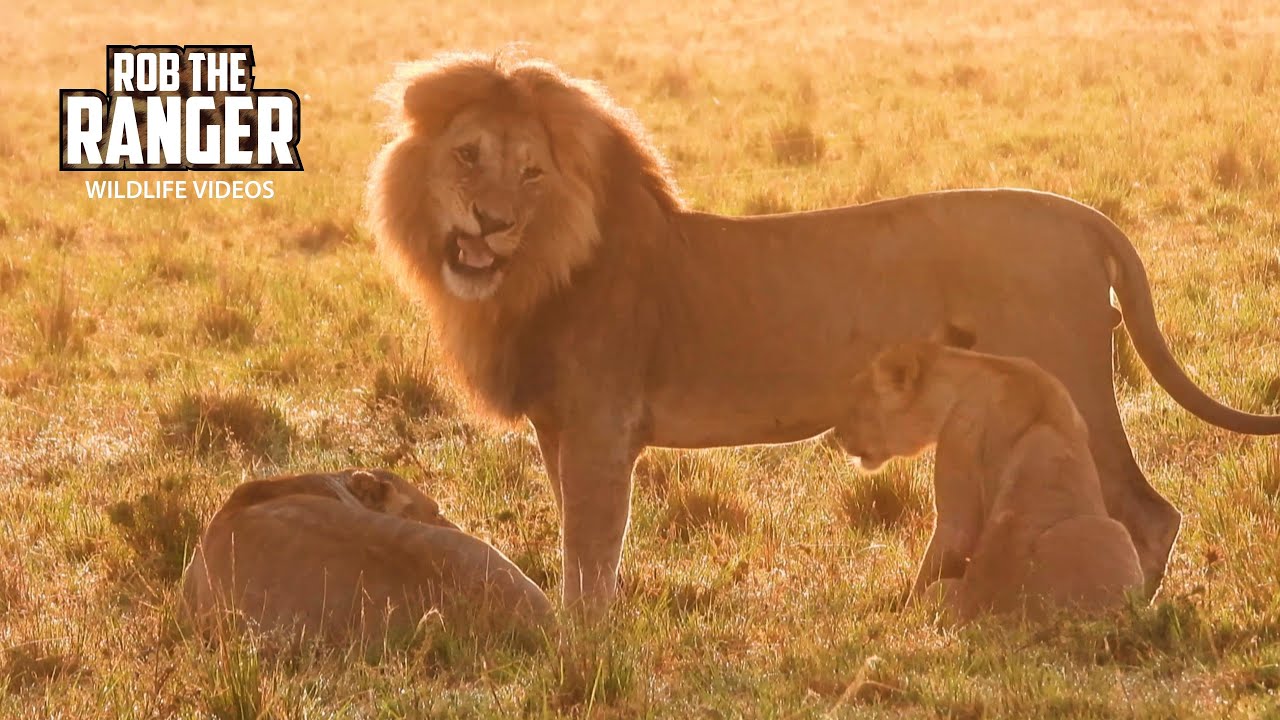 Lion honeymoon interrupted by pride on Mara plains