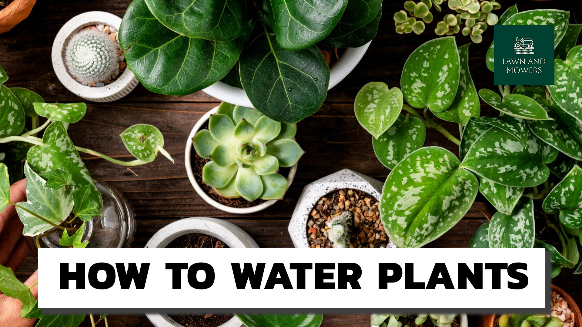 The Simple Trick to Avoid Overwatering Your Houseplants