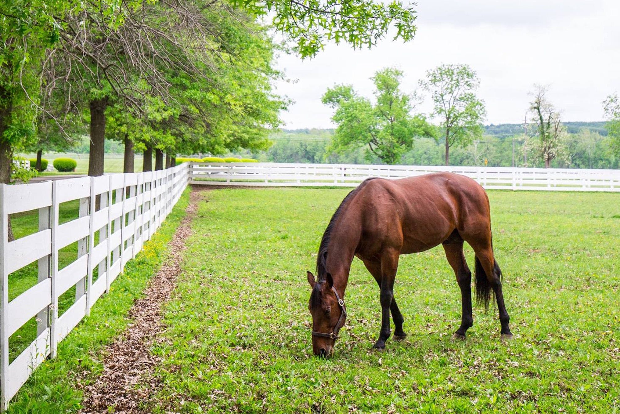 Hanover Shoe Farms announces return of public visits, stress importance ...