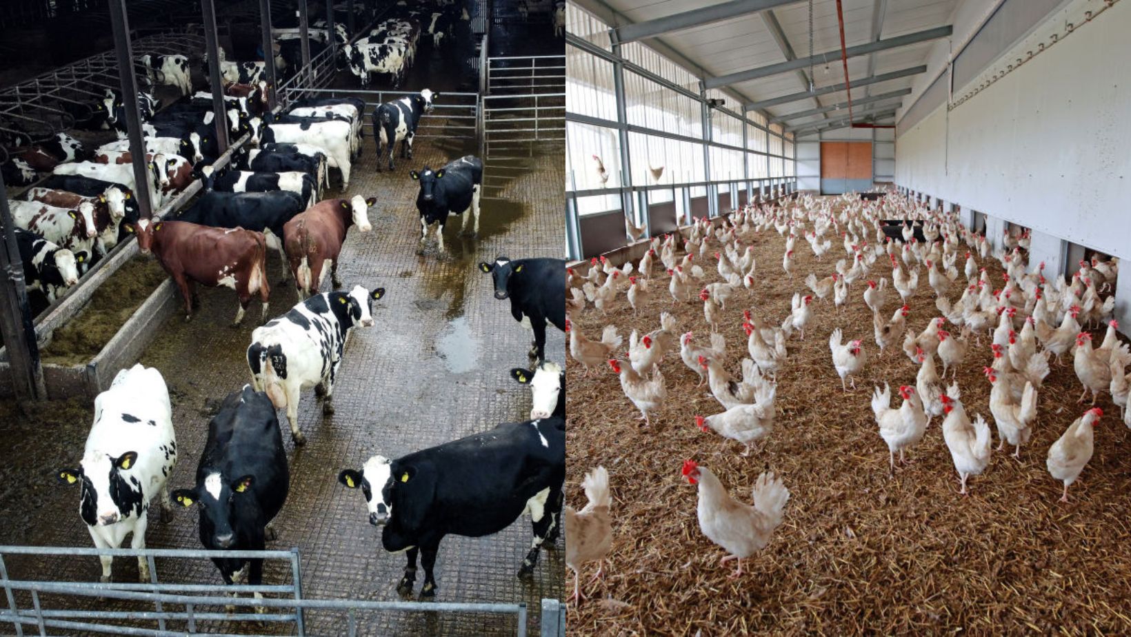 A strain of bird flu confirmed in cattle