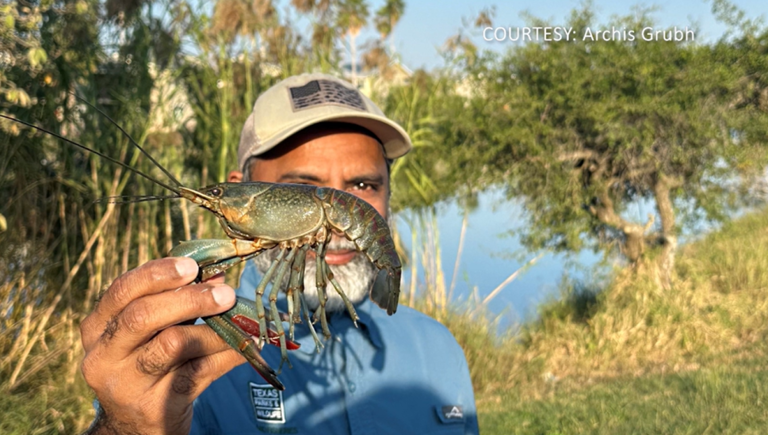 Invasive crayfish species in Valley waters concern wildlife experts