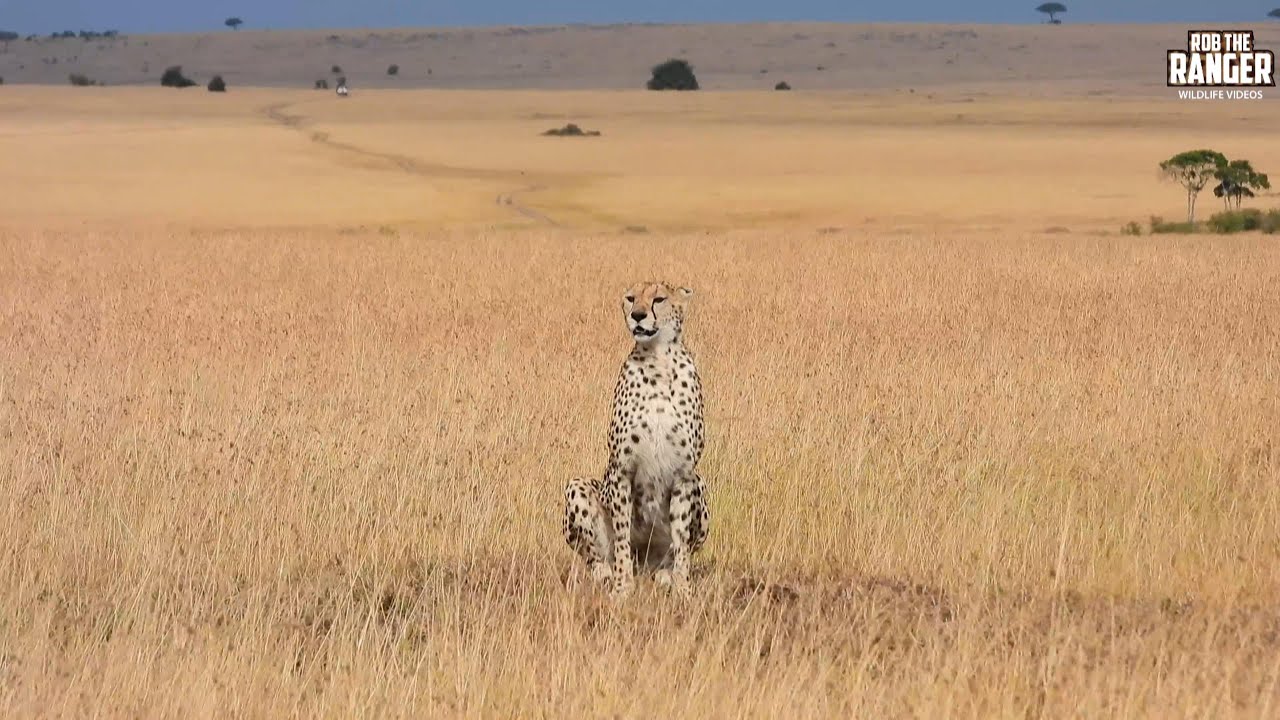 Witness this cheetah on the move through the Maasai Mara safari