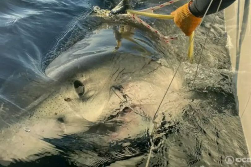 Record-breaking 14ft great white shark that weighs as much as car ...