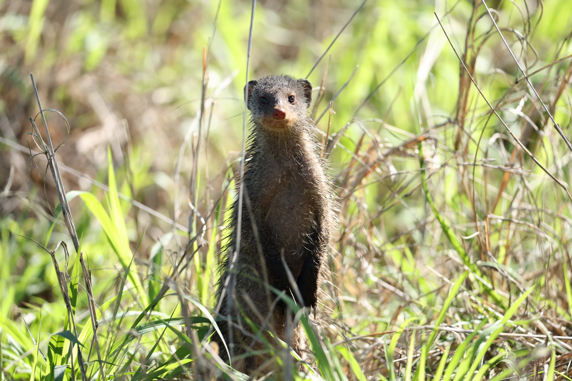 Pourquoi le Japon a exterminé des dizaines de milliers de mangoustes ...