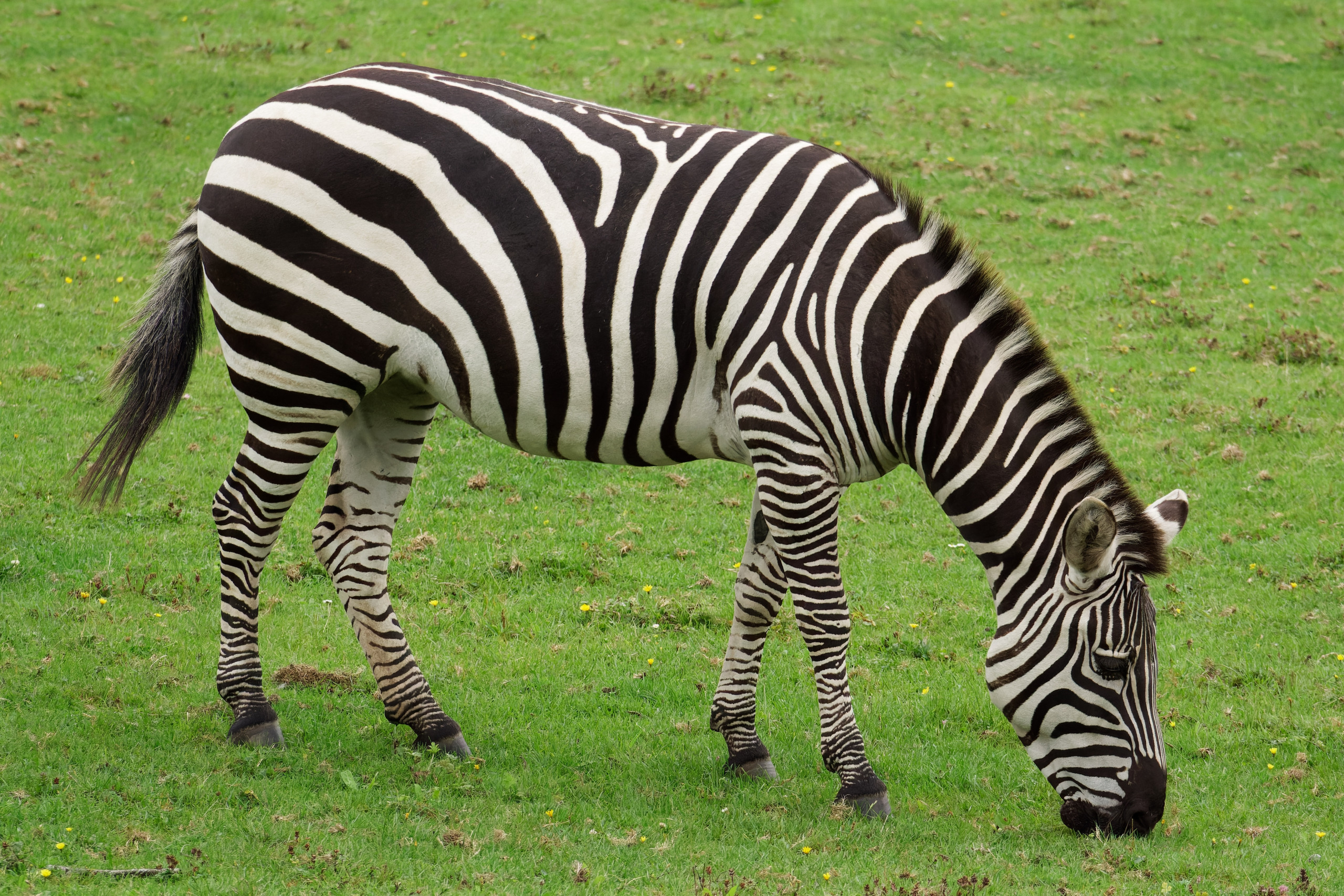 Co se stane, pokud zvířata utečou ze zoologických zahrad?
