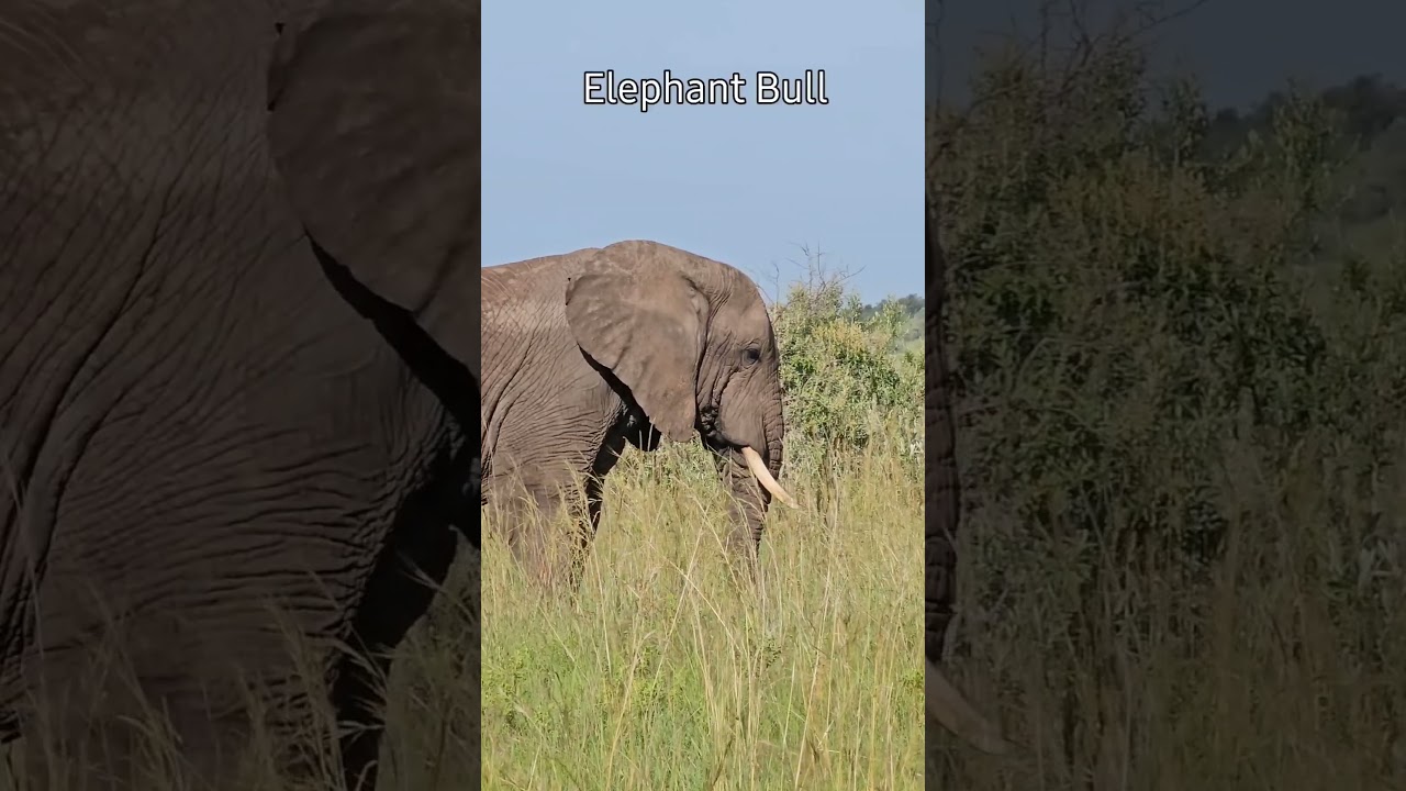 Witness Wildlife—Maasai Mara Wildlife Sightings (Dec 12)