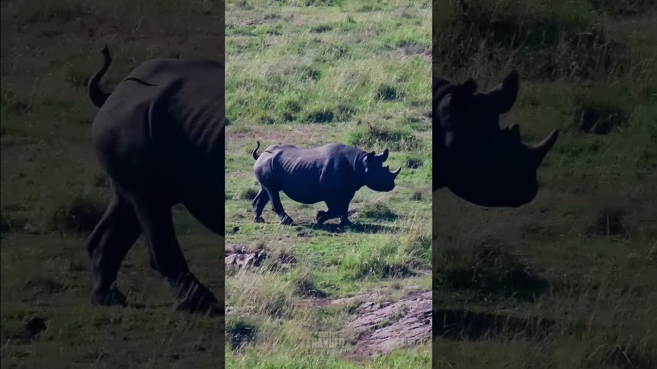 Black Rhino Moves Through The African Wilderness