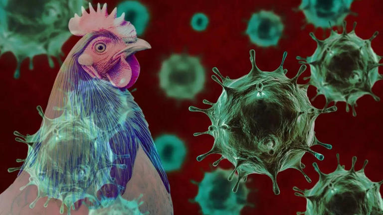 How deadly is the new strain of bird flu? Signs and symptoms of D1.1 ...