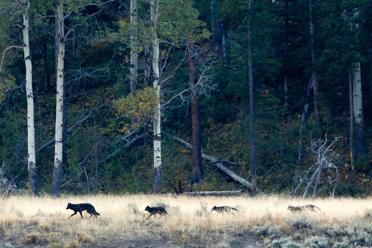 Reintroduced Wolves Caused A "Trophic Cascade", Transforming ...