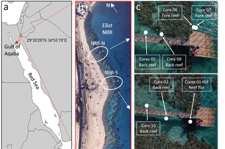 The 3,000-year coral reef shutdown: A mysterious pause and a remarkable ...