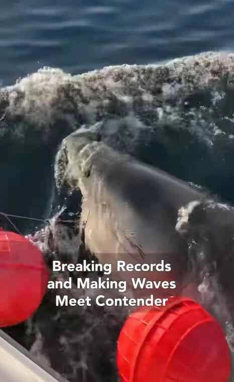 Monster 14ft great white shark weighing as much as a car spotted off ...