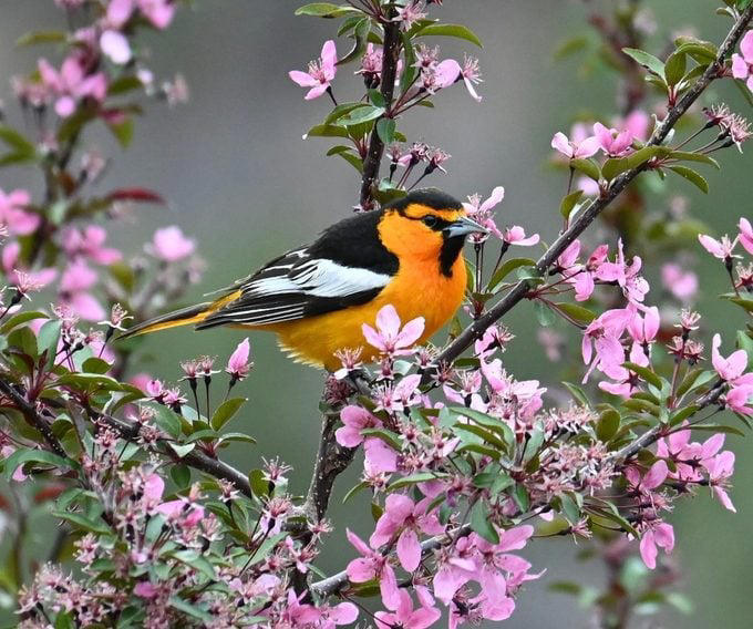 How to identify a Baltimore oriole bird
