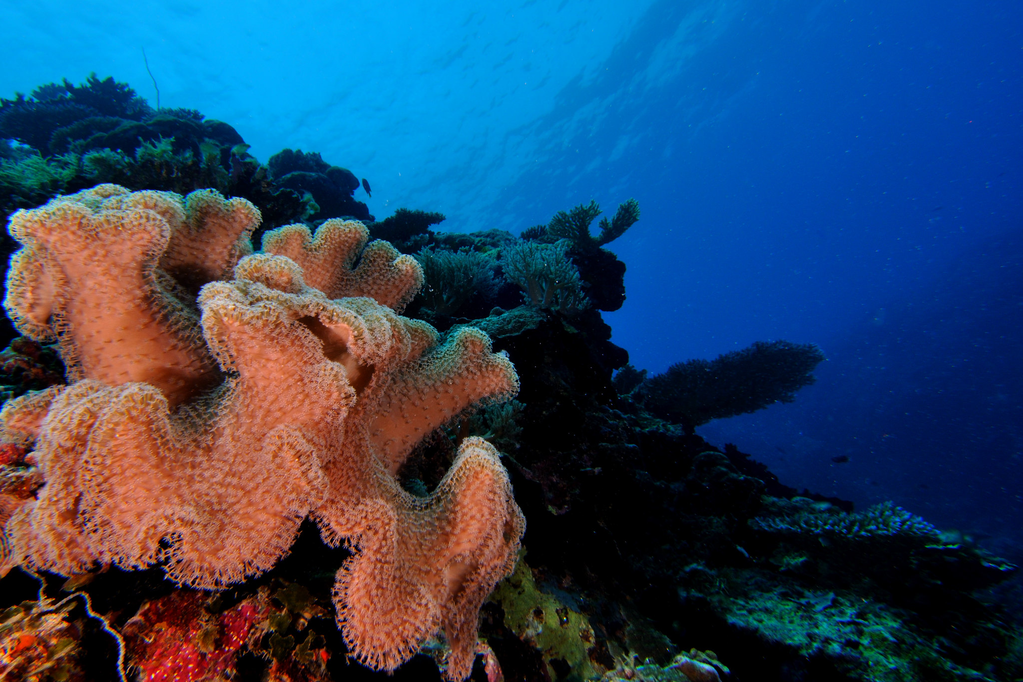 20 Stunning Underwater Landforms That Seem Out of This World