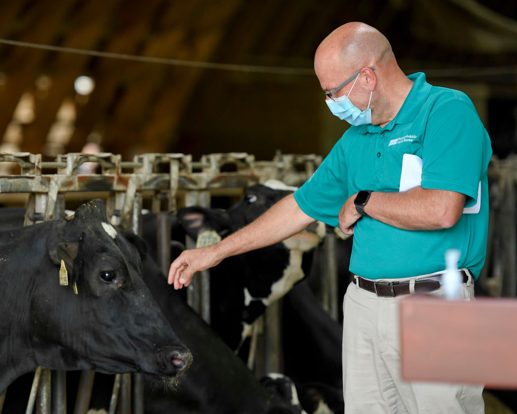 A strain of bird flu confirmed in cattle