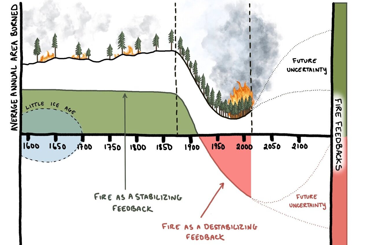 Tree rings and fire scars show fewer forest fires burn in North America ...