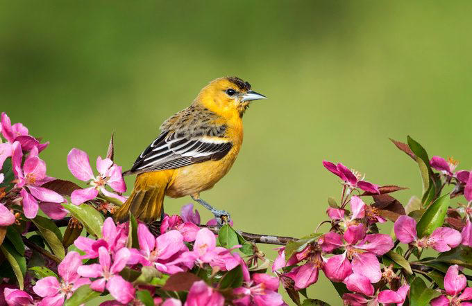 How to identify a Baltimore oriole bird