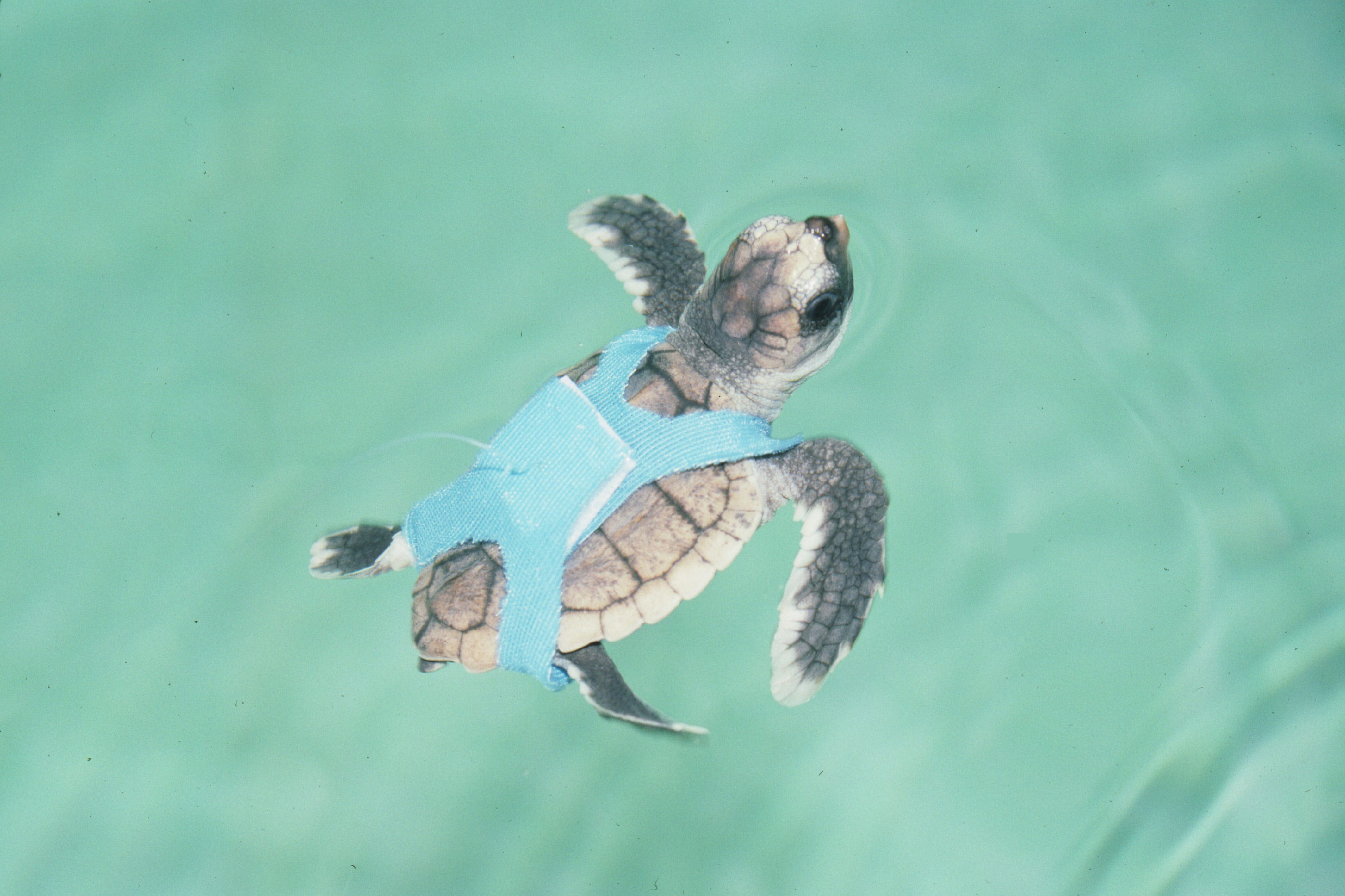 Scientists investigated a mystery of the sea. They found dancing turtles.