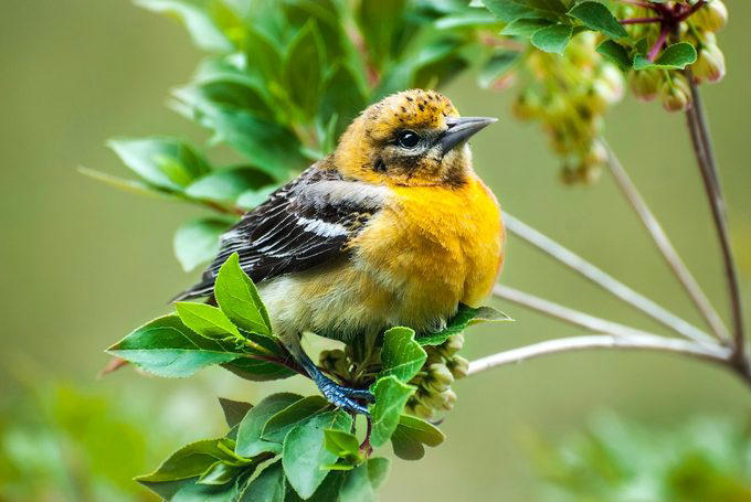How to identify a Baltimore oriole bird