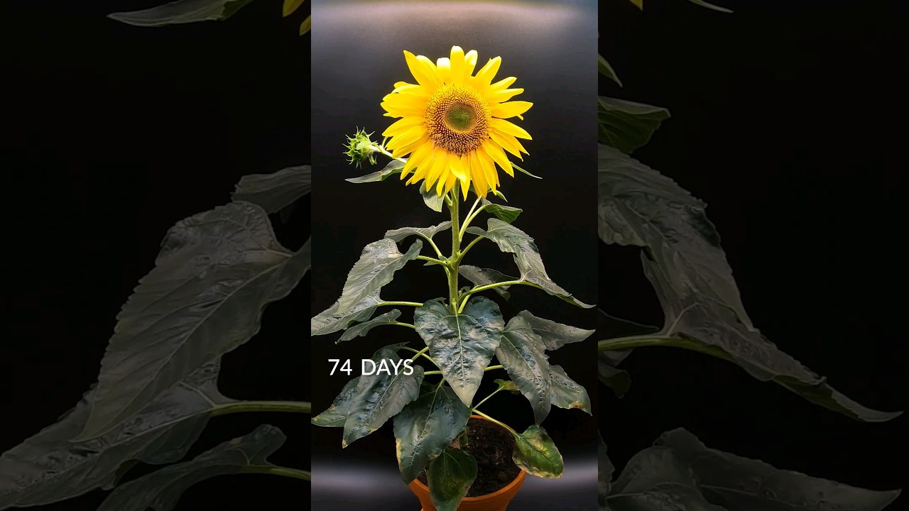 83 days in 35 seconds - Sunflower time-lapse