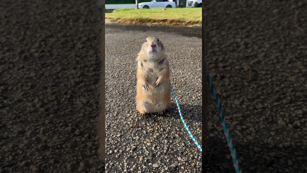 Ready to Explore: Prairie Dog Starts the Day