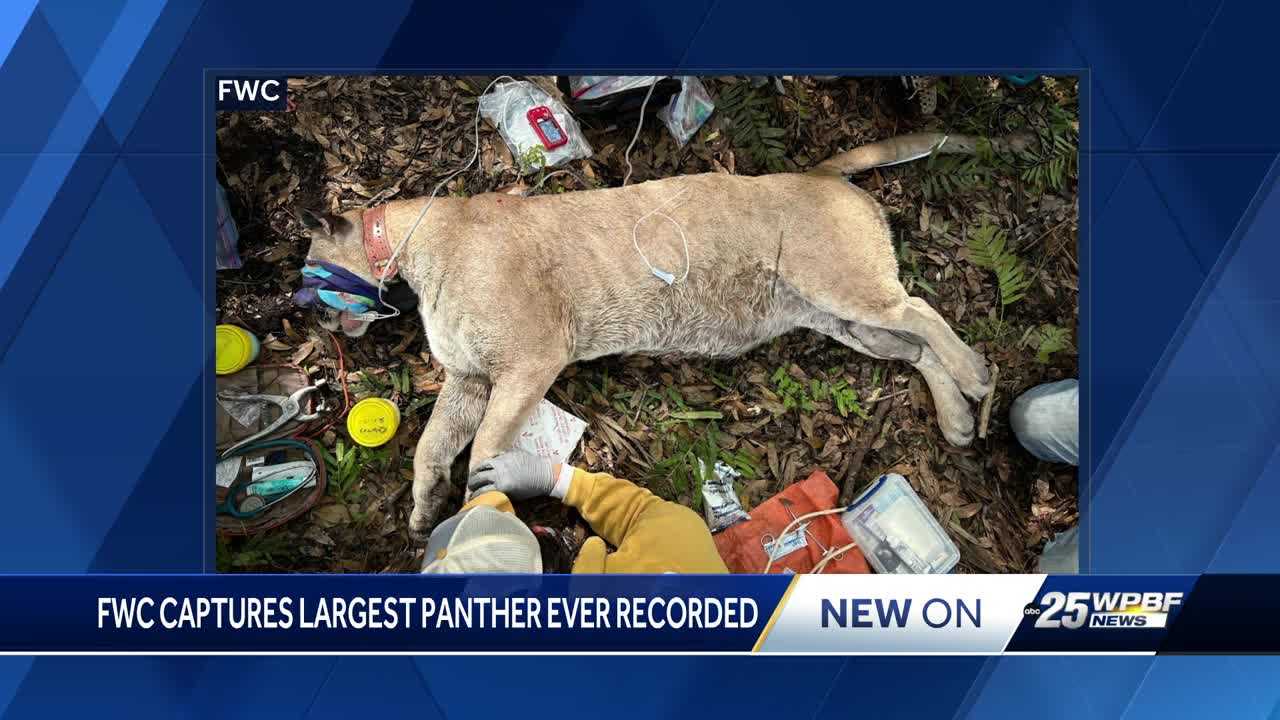 Florida panther sets new weight record