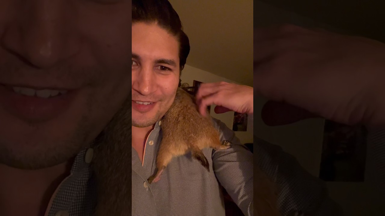 Sleepy Prairie Dog Poppy Takes a Cozy Nap