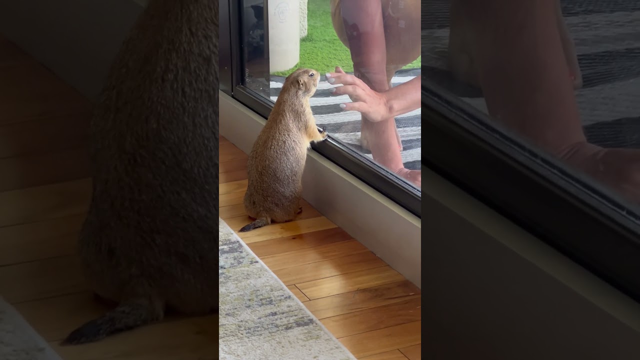 Poppy the Prairie Dog is Completely Unbothered