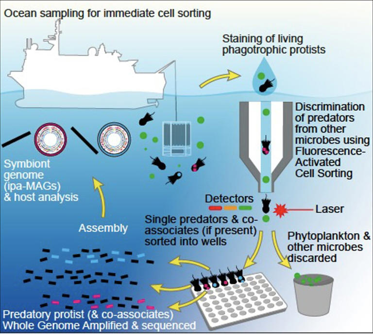 Symbiotic bacteria ride along with single-celled protists in ocean's ...