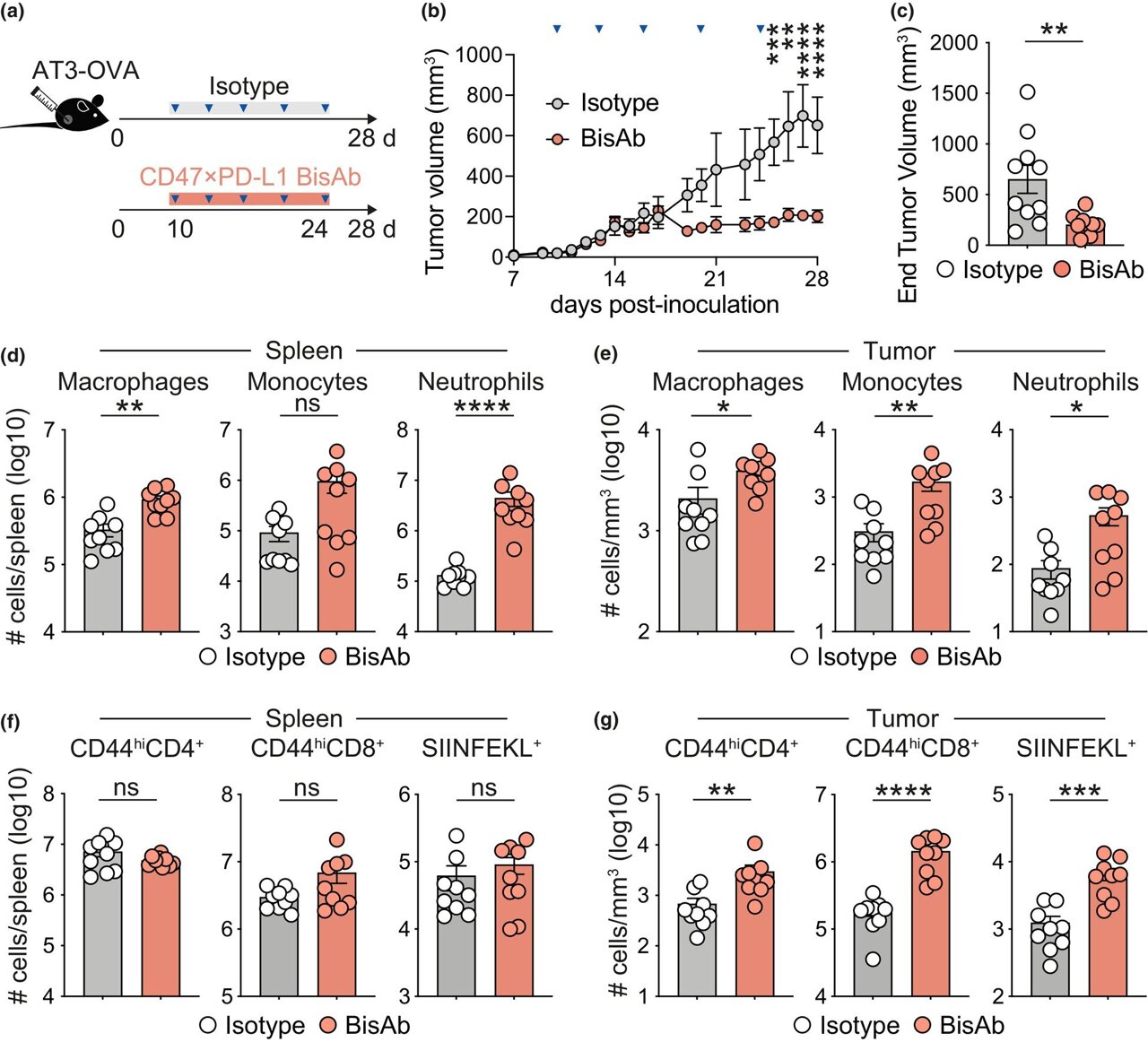 Dual-target drug may lead to new treatment approach for breast cancer ...