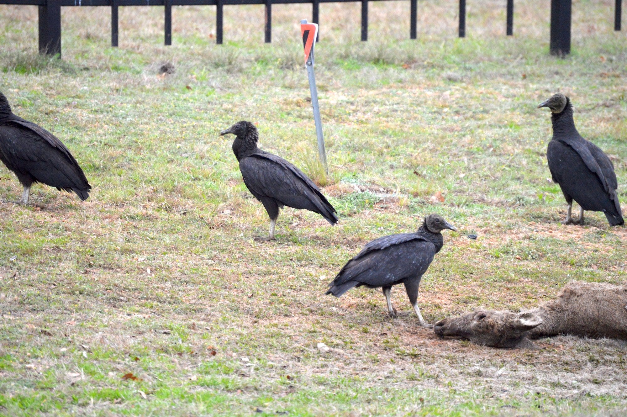 More bird flu found in Central Texas as black vultures in New Braunfels ...