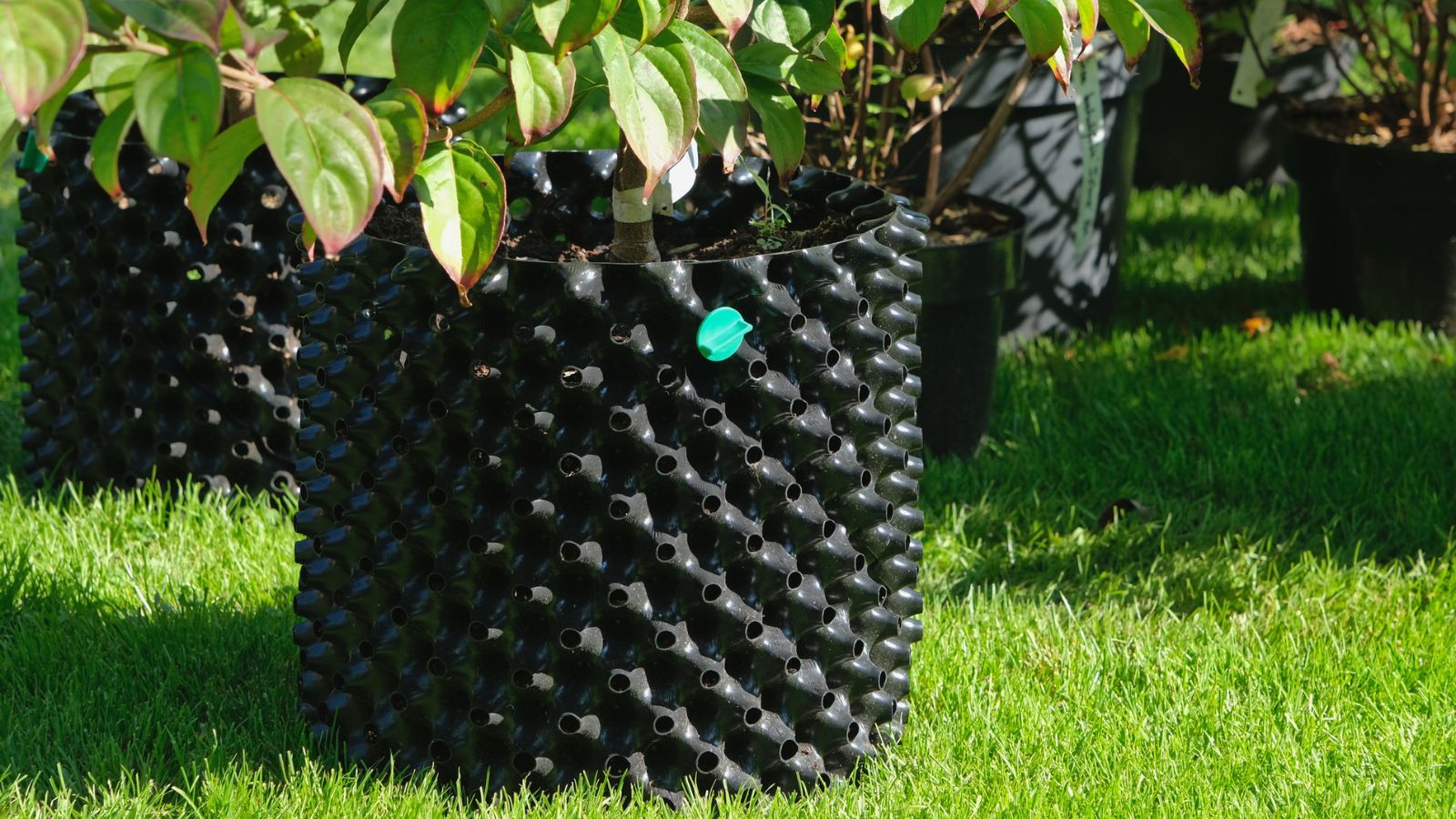 Do air pots actually work? Gardening experts reveal whether or not 'air ...