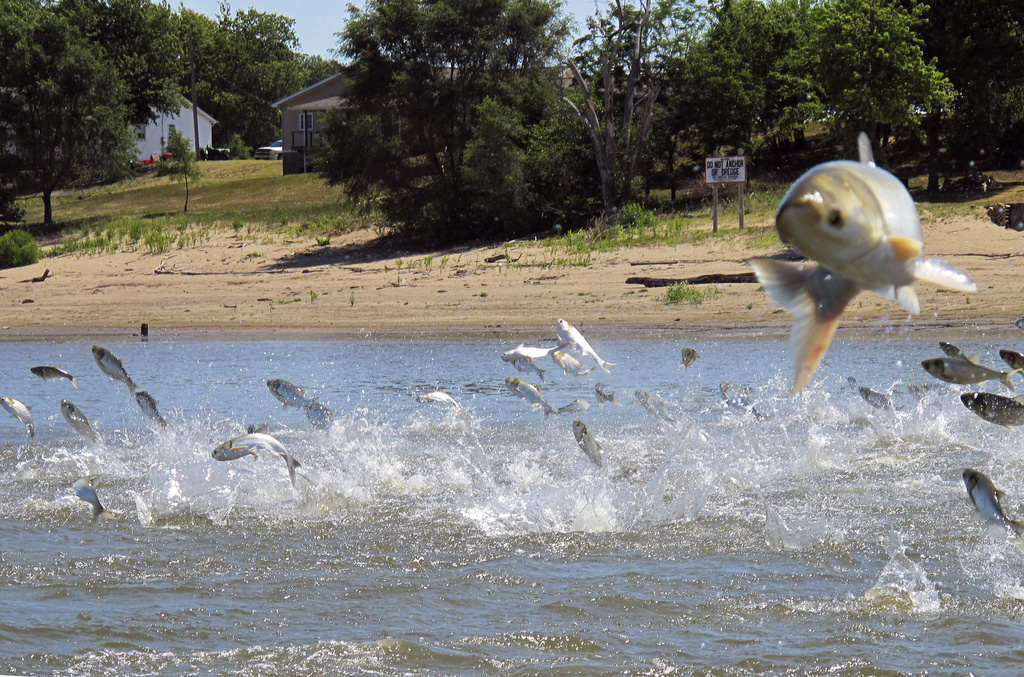 Pritzker delays $1.2B invasive carp project over concerns Trump won't ...