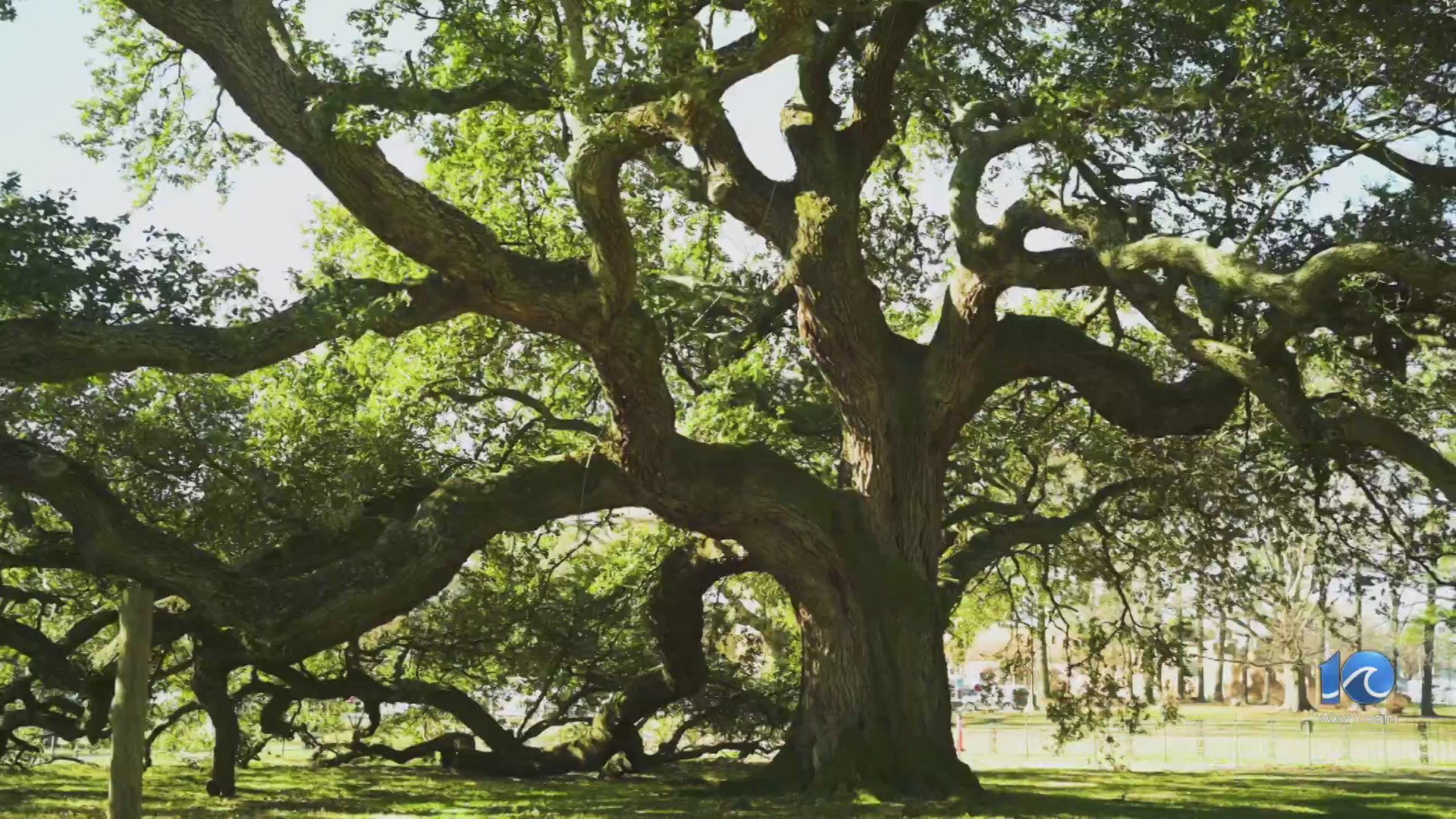 Black History Month: The Emancipation Oak is symbolic of African ...