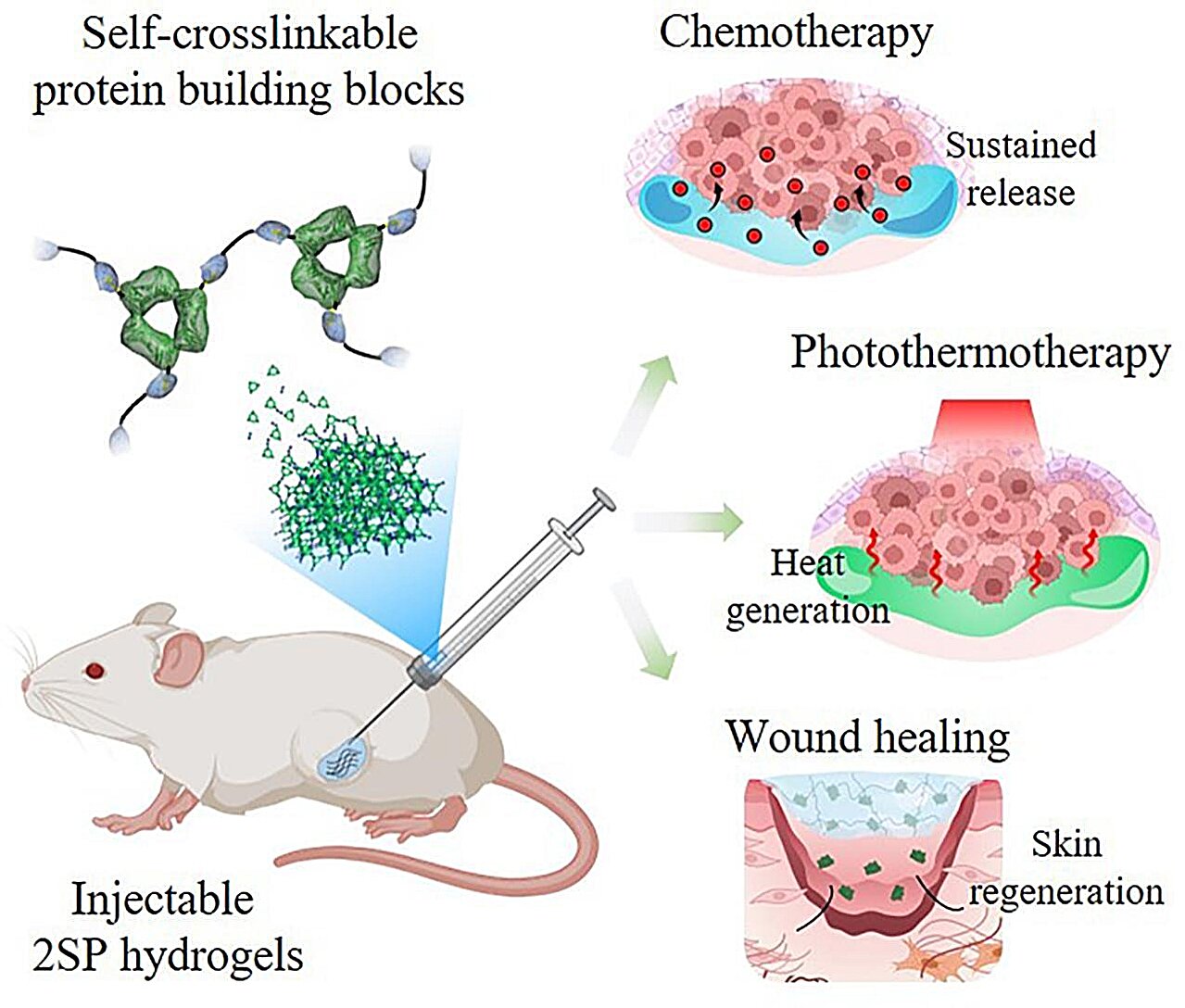 Innovative protein hydrogel shows potential for targeted drug delivery