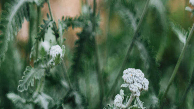 Mistakes To Avoid When Growing Yarrow In Containers
