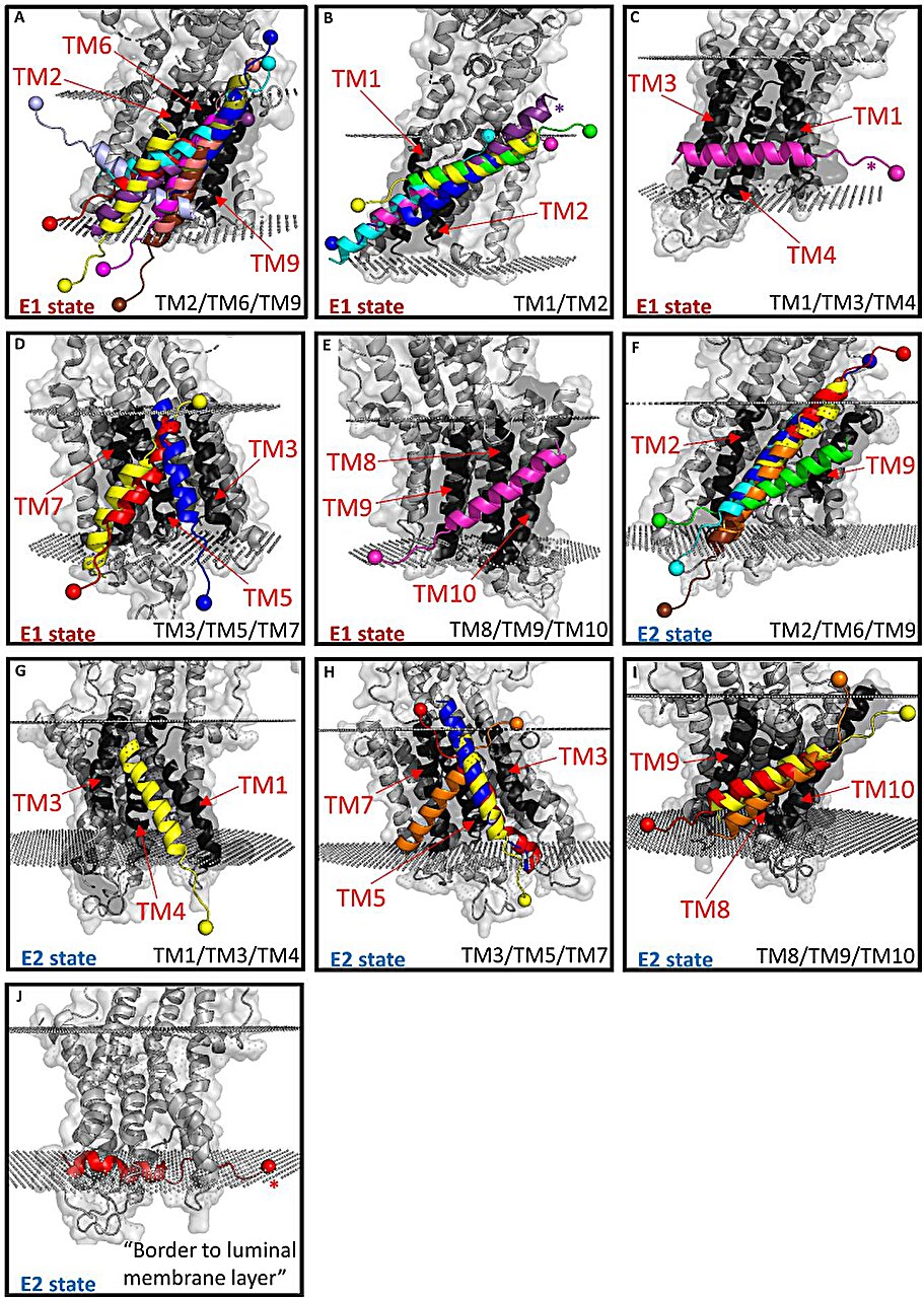 Therapeutic designer peptide to combat acute heart muscle weakness