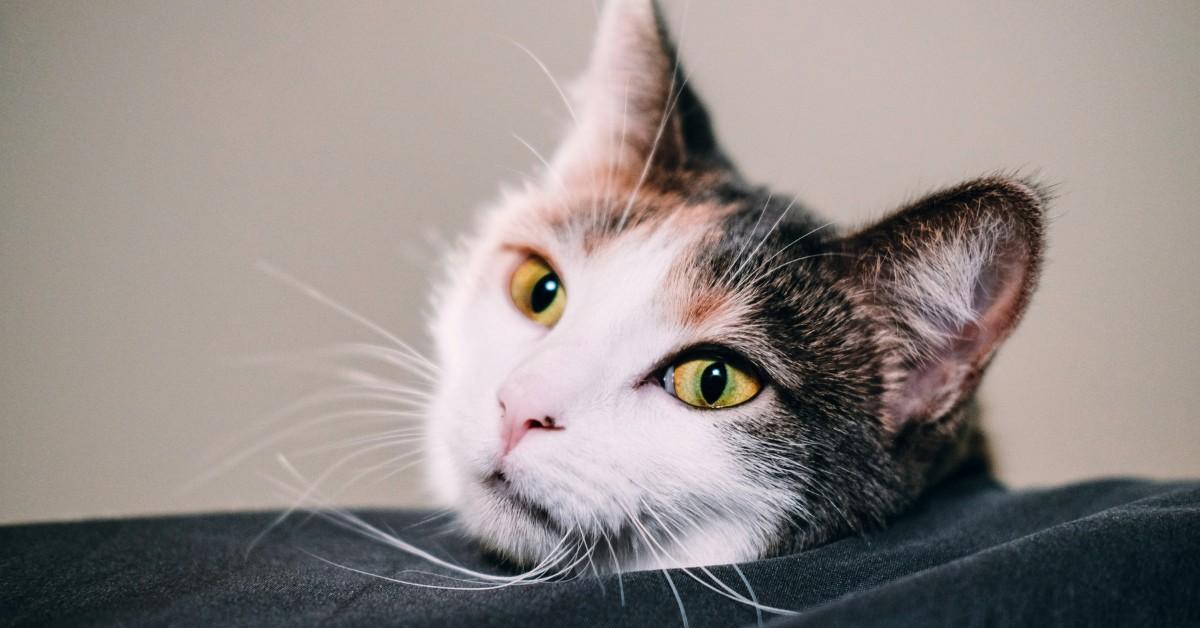 Slit vs Round Pupils: Why Do Some Cats Have Differently Shaped Pupils?
