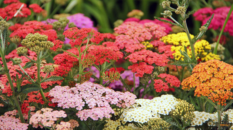 Mistakes To Avoid When Growing Yarrow In Containers