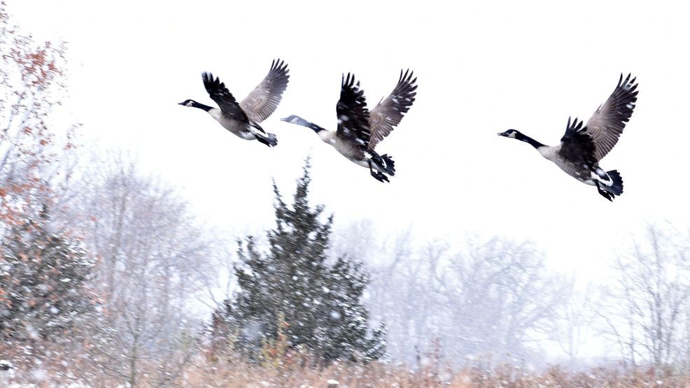 DNR: Bird Flu suspected in Allegan State Game Area, other Lower ...