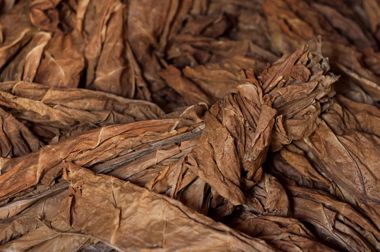 How Unhealthy Are Cigars?