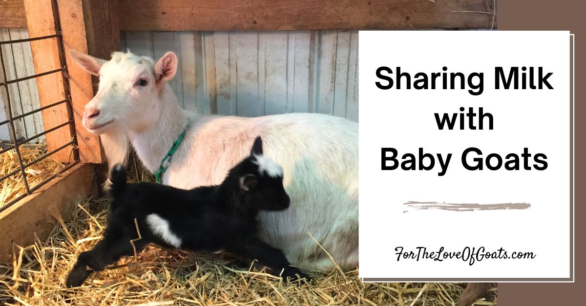 Sharing Milk with Baby Goats