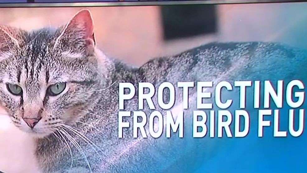 Rising Bird Flu Cases in Cats Spark Warning for Pet Owners Nationwide