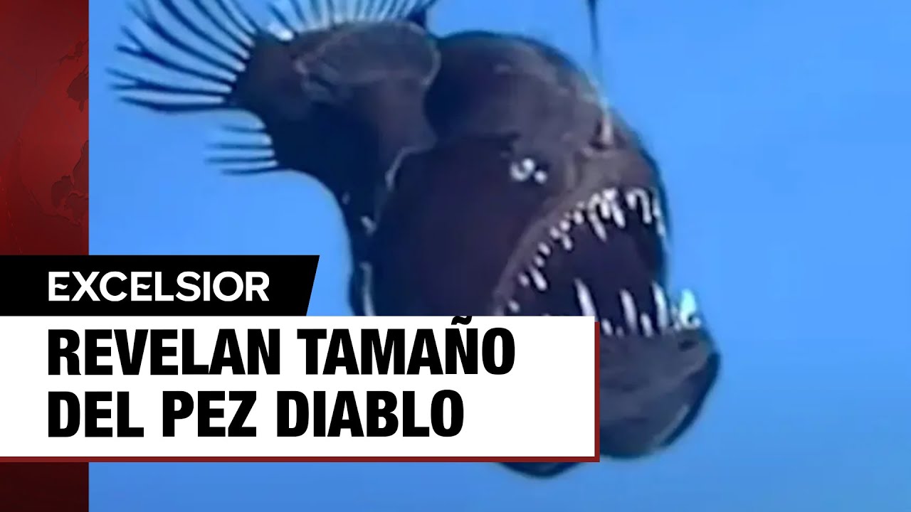 Revelan de qué tamaño era el pez diablo encontrado cerca de la superficie
