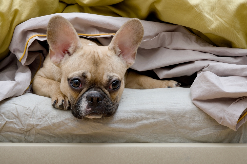 What Is CoQ10 for Dogs? All About This Powerful Antioxidant