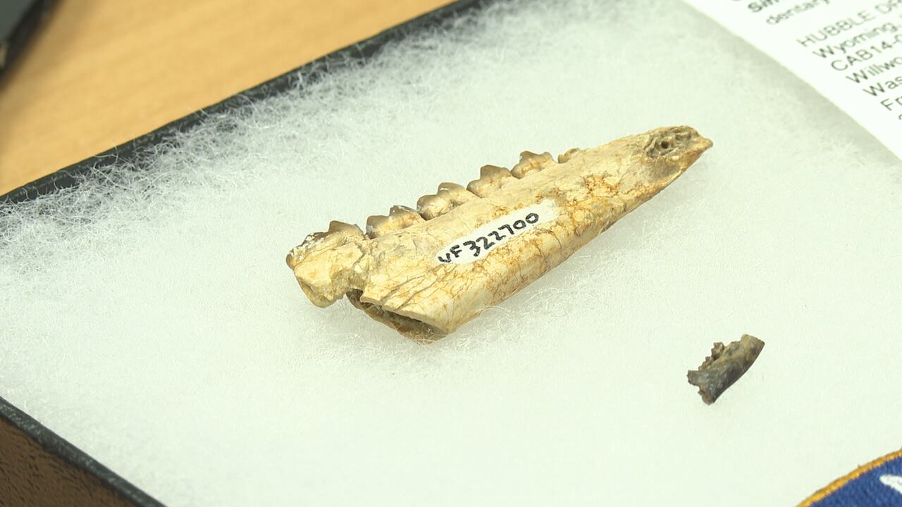 UF Paleontologists send fossils to space