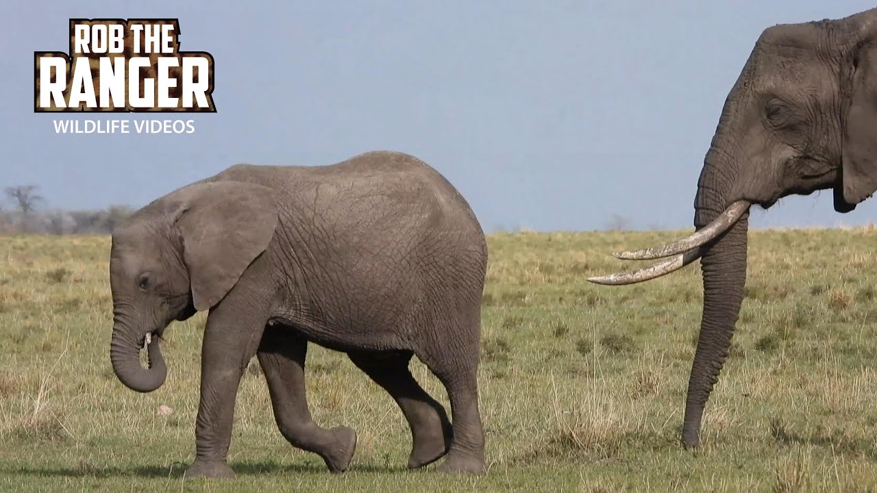 Massive elephant herd charges across Maasai Mara plains