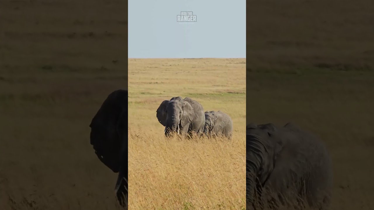 Elephants In Golden Grass: A Stunning African Wildlife Scene