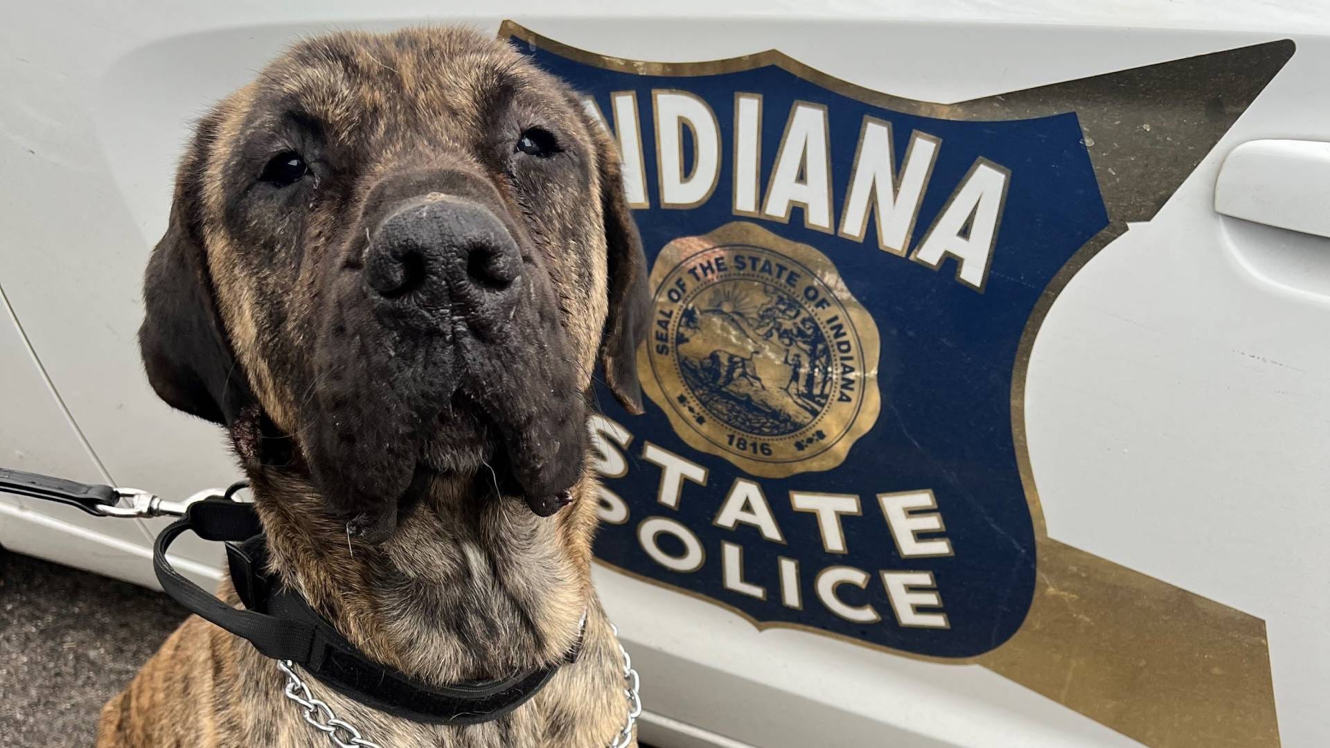Indiana SP: Good Samaritan helped rescue dog in danger
