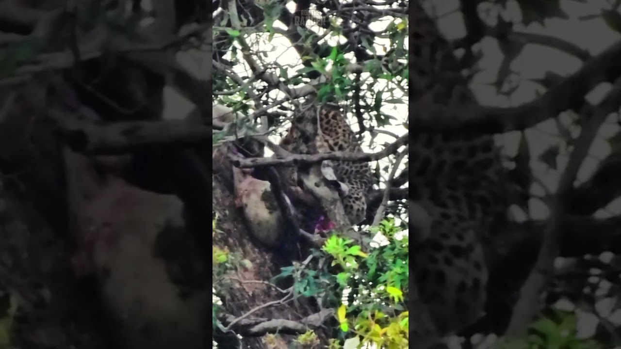 Watch A Leopard's Graceful Feast In The African Bush